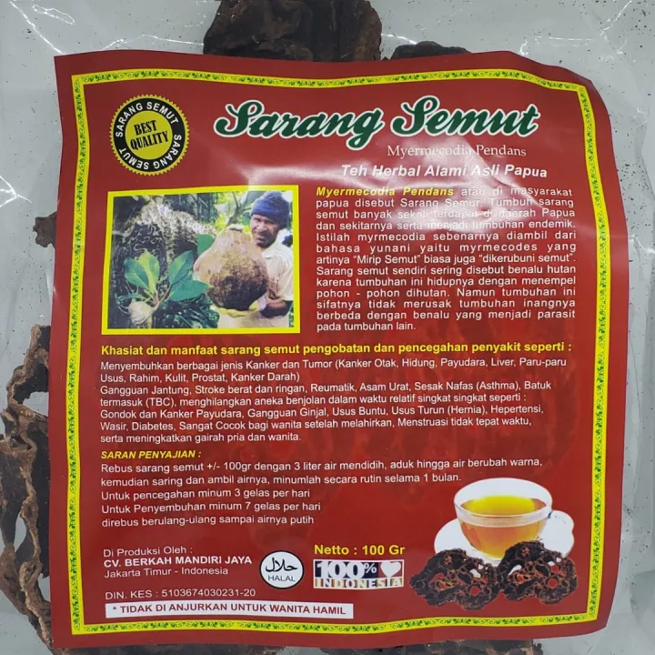 sarang semut papua,sarang semut,sarmut,original,asli | Lazada Indonesia