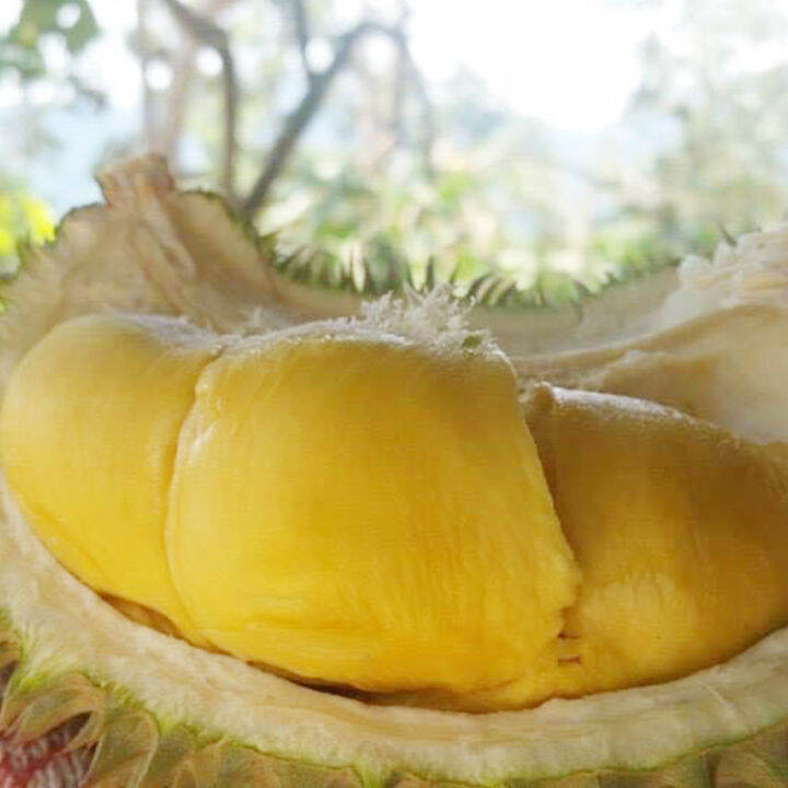 Imported Sultan King of Malaysia boxed durian full and rich fresh ...