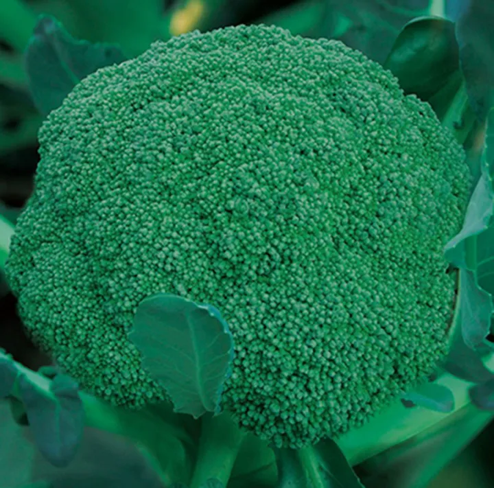 Four Seasons Vegetable Seeds Green Overlord Brocoli Seeds Green ...