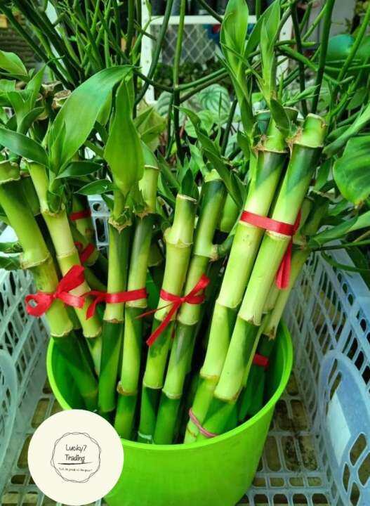 Lucky Bamboo Plant - for Wealth and Good Luck (Indoor Plant, Real Plant ...