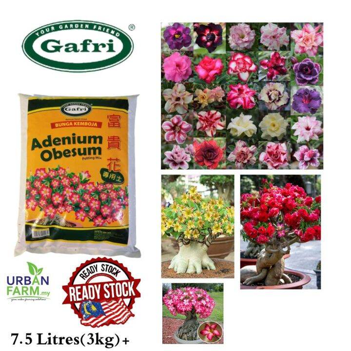 GAFRI Adenium Obesum Potting Mix Soil 7.5L Tanah Kemboja 5.0 | Lazada