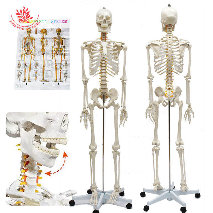FRT001 Anatomy Model Life Size Human Skeleton 180Cm Tall PVC Material ...