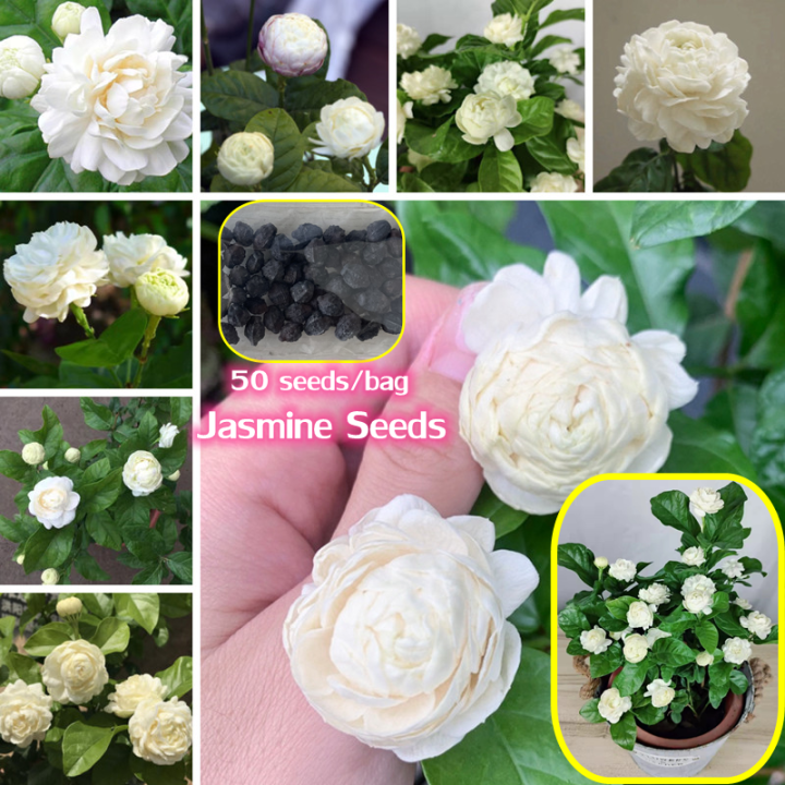 [Fast Germination] Singapore Ready White Jasmine Seeds for Planting (50 ...