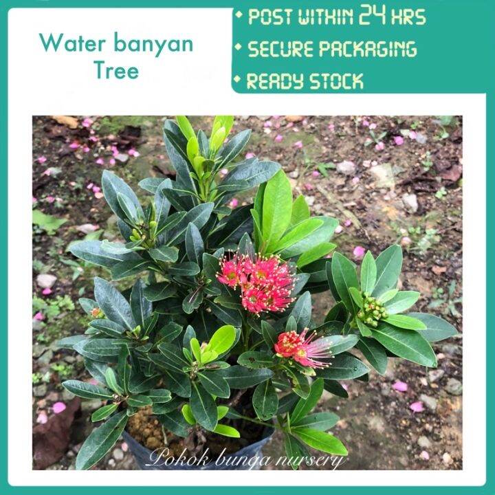 PBN - water banyan tree - red penda xanthostemon chrysanthus pokok ...