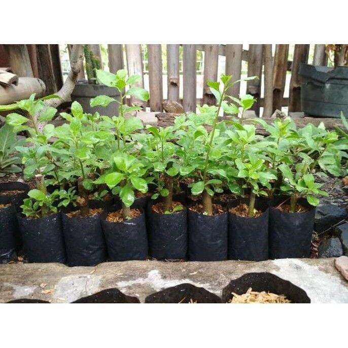 tanaman herbal daun luntas beluntas | Lazada Indonesia