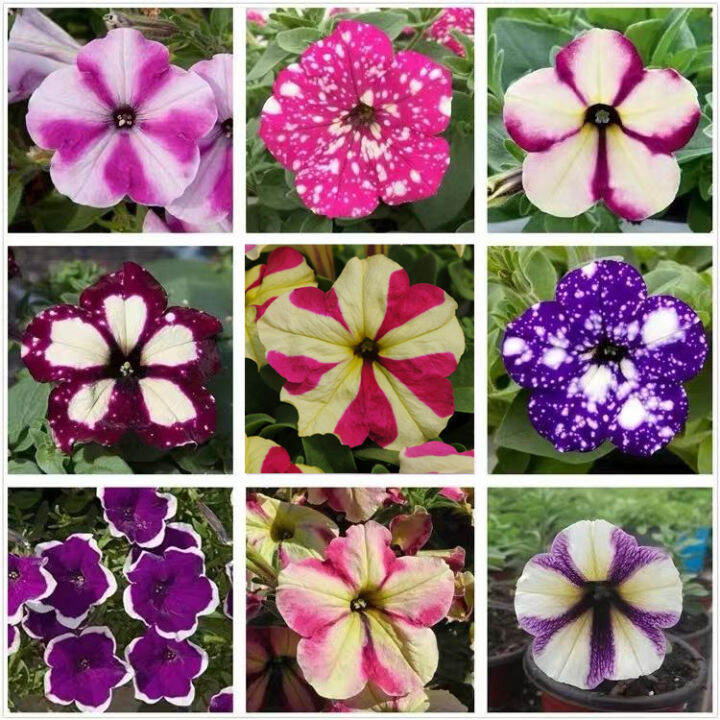 Petunia Seeds Assorted Flower Seeds for Gardening (High Germination ...