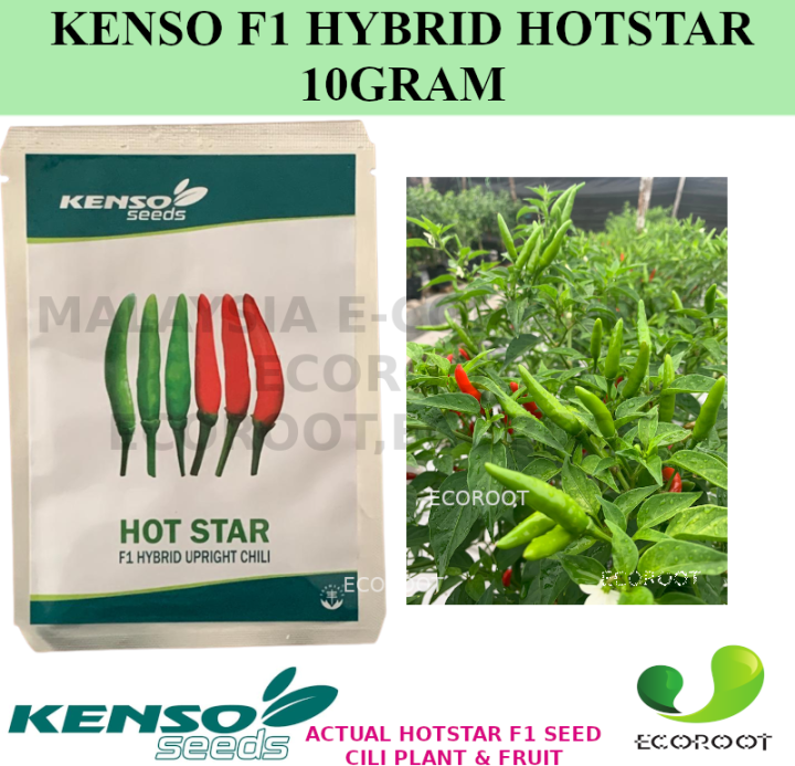 KENSO SEED CILI PADI HOT STAR F1 HYBRID UPRIGHT CHILI 10GRAM Setanding ...