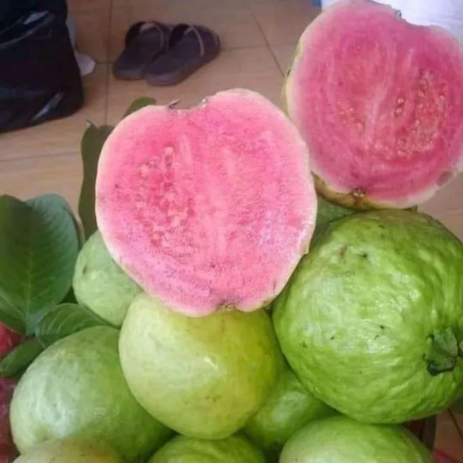 jambu merah mengkel 1 kg/buah jambu mengkel setengah mateng | Lazada ...