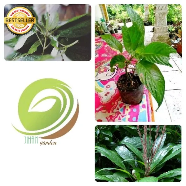 bibit tanaman daun rendeu-pohon daun reundeu untuk lalapan dan obat ...