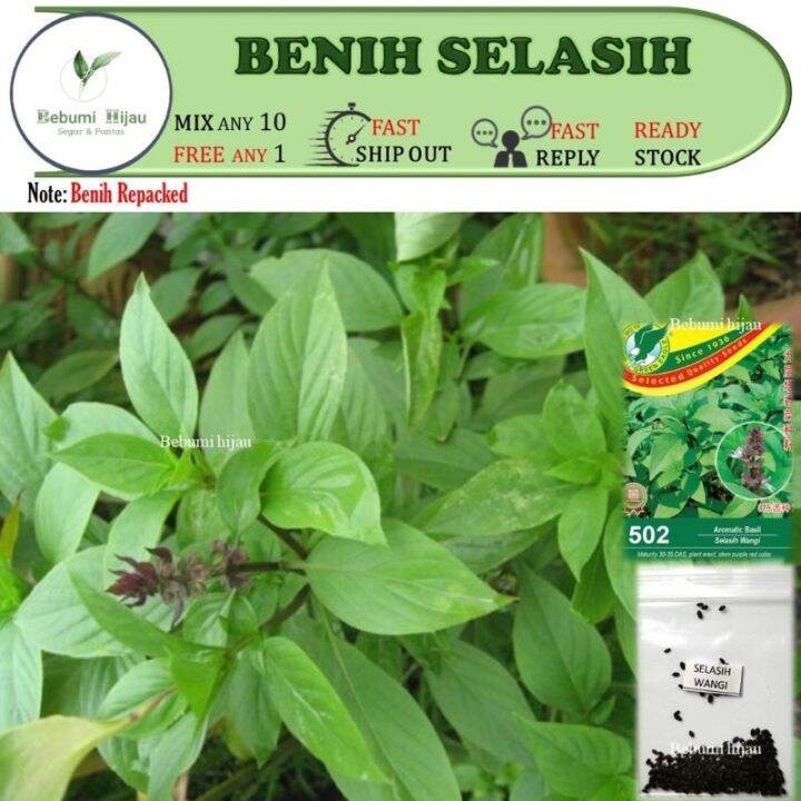 100-200 biji benih SELASIH/ AROMATIC BASIL seeds | Lazada