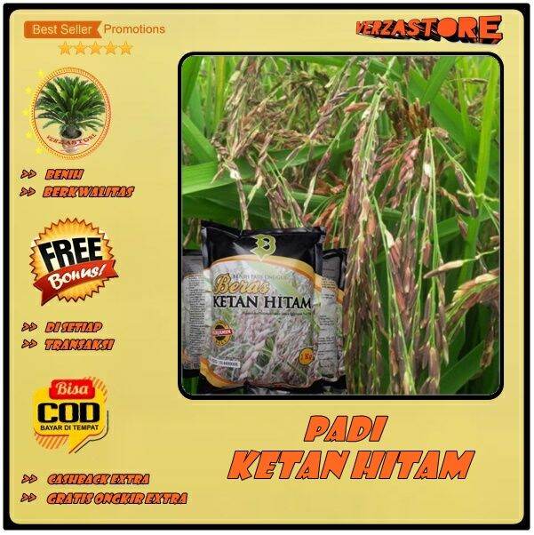 biji/benih/bibit tanaman padi ketan hitam /100 biji | Lazada Indonesia