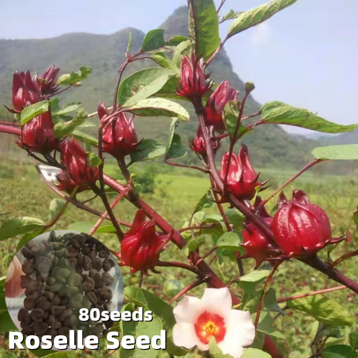 [Easy To Grow In The Philippines] 80pcs Rare Roselle Seeds for Planting Flowers Bonsai Flower ...