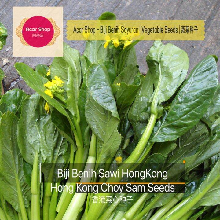 Hong Kong Choy Sam Seeds 50 seeds (not live plants) | Lazada PH