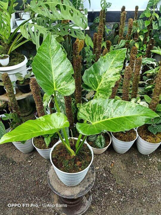 philodendron marble / tanaman hias philo marble | Lazada Indonesia