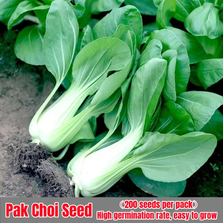 200pcs Delicious Pak Choi Seeds for Sale Shanghai Pak Choy Soon Huat ...