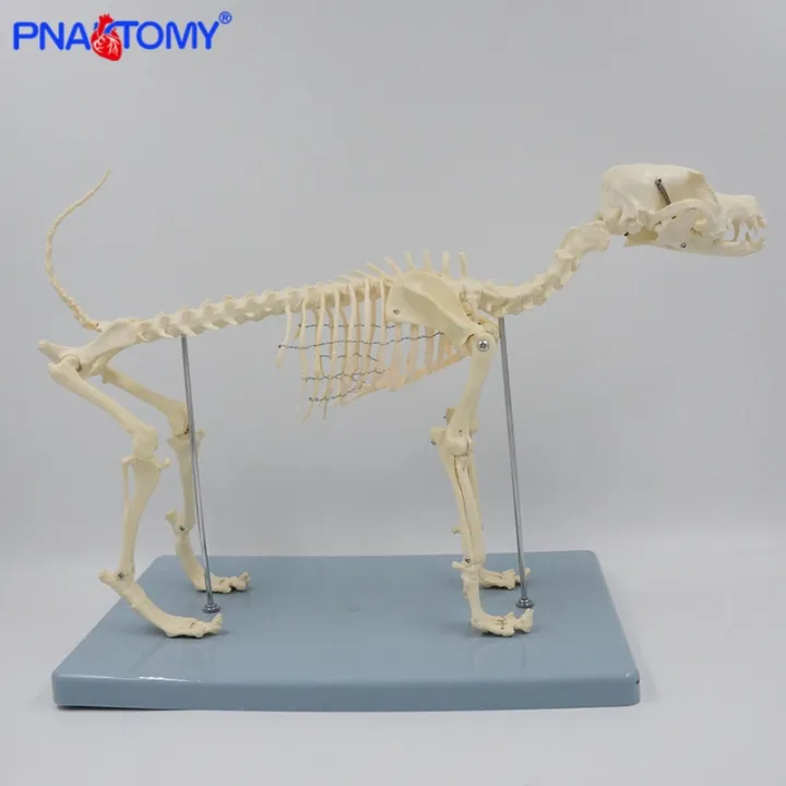 Dog Skeleton Model Canine Skeleton Anatomy Skull Spine Pelvis Lumbar ...