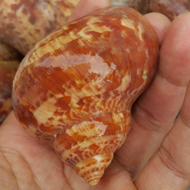 Kerang Batik Keong Batik | Lazada Indonesia