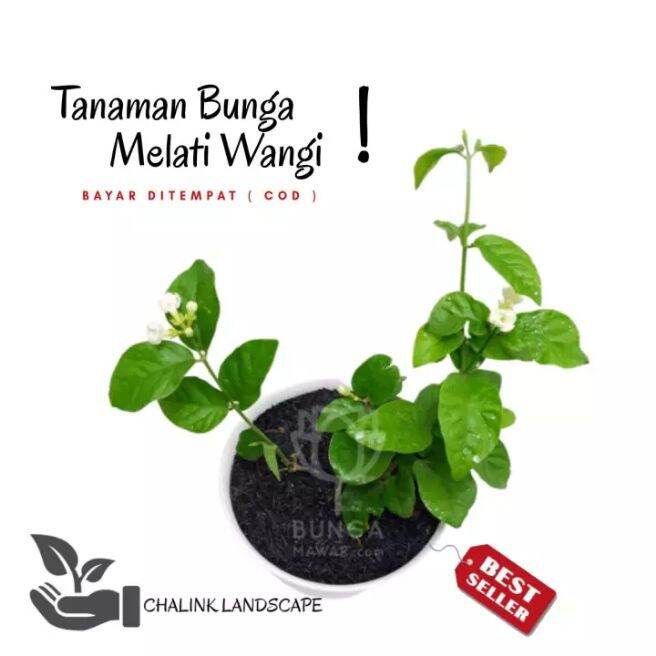 tanaman melati jawa harum - bunga melati - melati wangi - tanaman ...