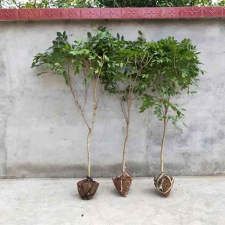 Wisteria sapling courtyard climbing plant roof garden wall climbing ...