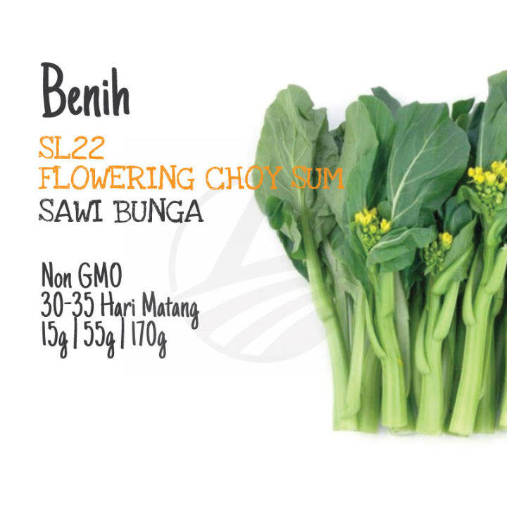 BENIH Sawi Bunga | Flowering Choy Sum Seeds | Lazada