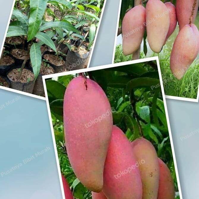 Terlaris Bibit Tanaman Buah Mangga Red Ivory 1 Meter-Pohon Mangga Red ...