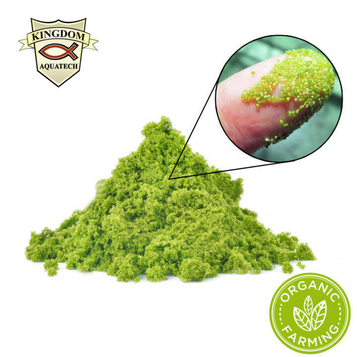 Wolffia Fish Feed / Makanan Ikan / Aquatic Plant | Lazada