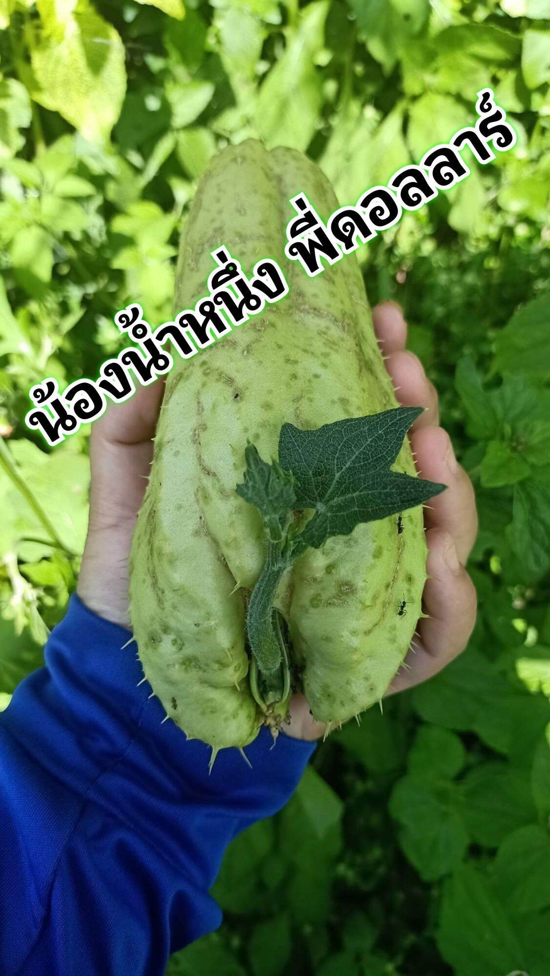 พันธุ์มะระหวาน (ฟักแม้วหรือซาโยเต้) | Lazada.co.th