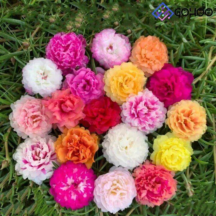 Mixed Portulaca Seed Moss Rose Flower Seeds for Gardening Bonsai Seeds ...