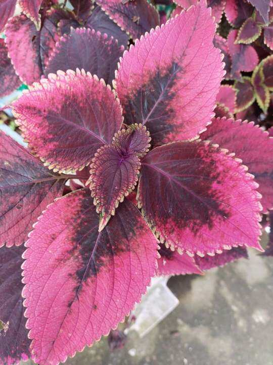 Mayana Coleus Inky Pinky (Rare Mayana) with FREE plastic pot, pebbles ...