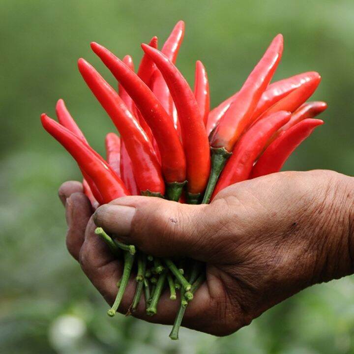 Isi Paket 200 Seeds High Yielding Chili Pepper Seeds for Planting ...