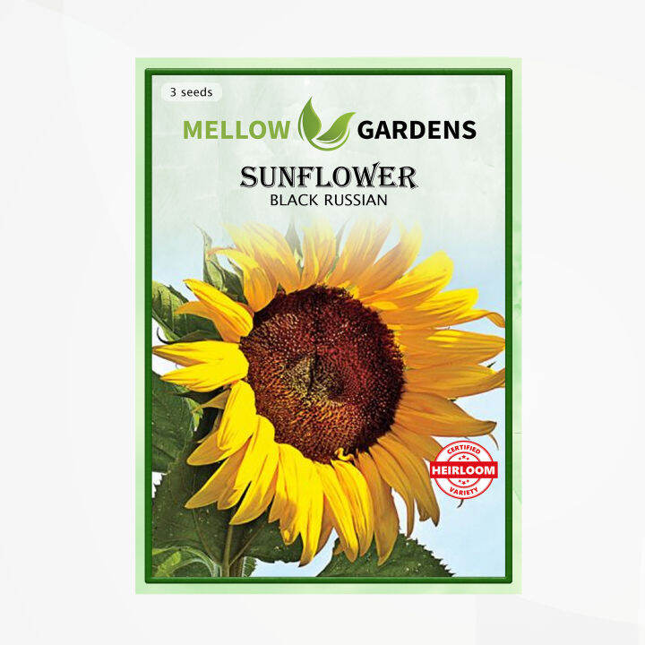 Black Russian Sunflower Seeds | Lazada PH