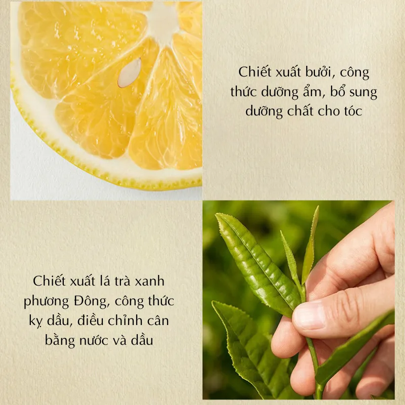 Dầu Gội Mọc Tóc Bưởi O'GULIA Chiết Xuất Tinh Chất Trà Xanh & Bưởi Giúp ...