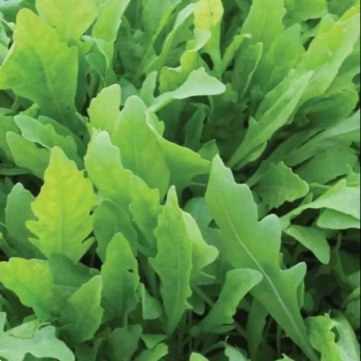 Biji Benih Sayur Rocket Olivetta | Lazada Indonesia