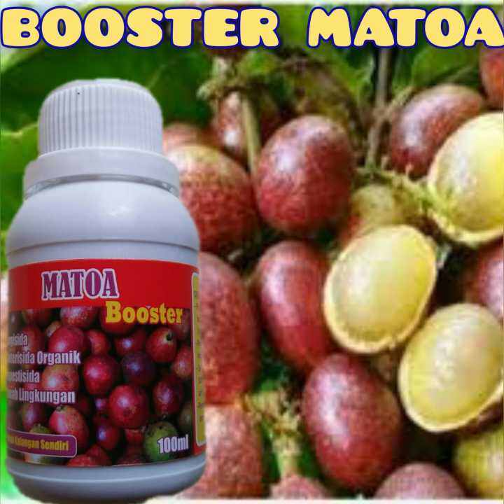 Pupuk Pelebat Buah Matoa Pupuk Booster Matoa Cepat Berbuah Lebat Pupuk Tanaman Matoa Ampuh Pupuk ...