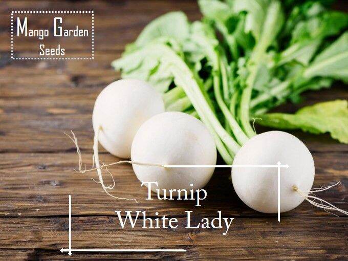 *Easy* White Lady Turnip Seeds - 100 Seed *Pot Friendly* Tanam Pasu ...