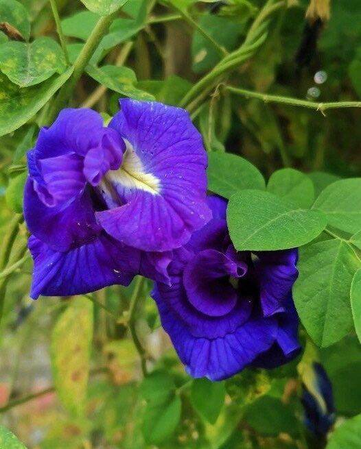 Blue Ternate Pea High Germinate Rate Plant Seed Home Outdoor Flower ...