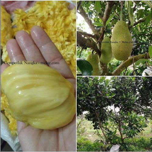 MM- Grafted Cempedak Nangka Sapling (Anak pokok cempedak nangka kawin ...