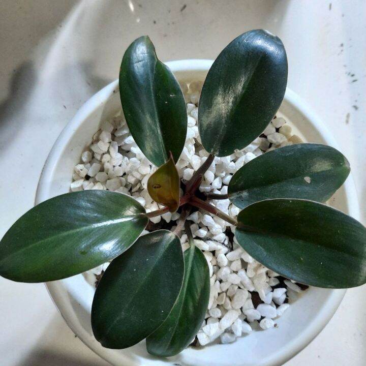 Dwarf Red Congo Philodendron no pots | Lazada PH