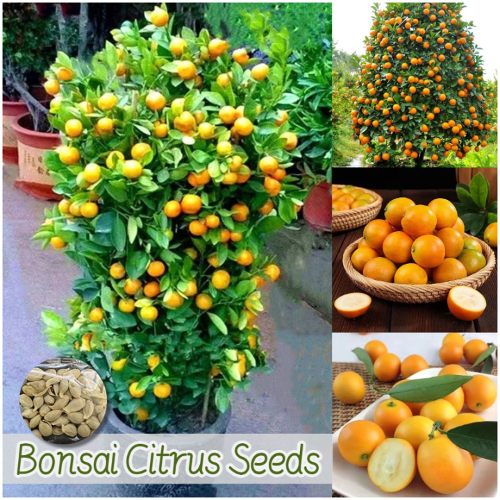 [Fast Growing] Sweet Citrus Seeds Organic Fruit Seeds for Planting (40-50pcs) Fruit Potted Seeds ...