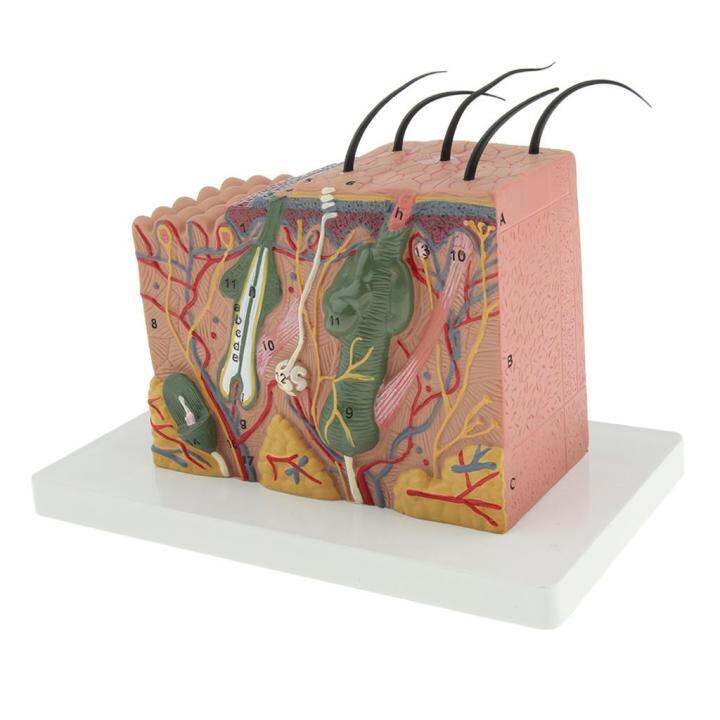 Moon Riverr Riverr 35XEnlarged Simulation Human Skin Block Model ...