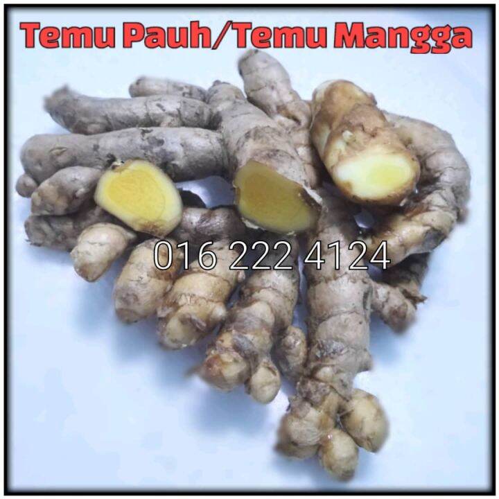 Rizom @ Isi TEMU PAUH / TEMU MANGGA 100g | Lazada