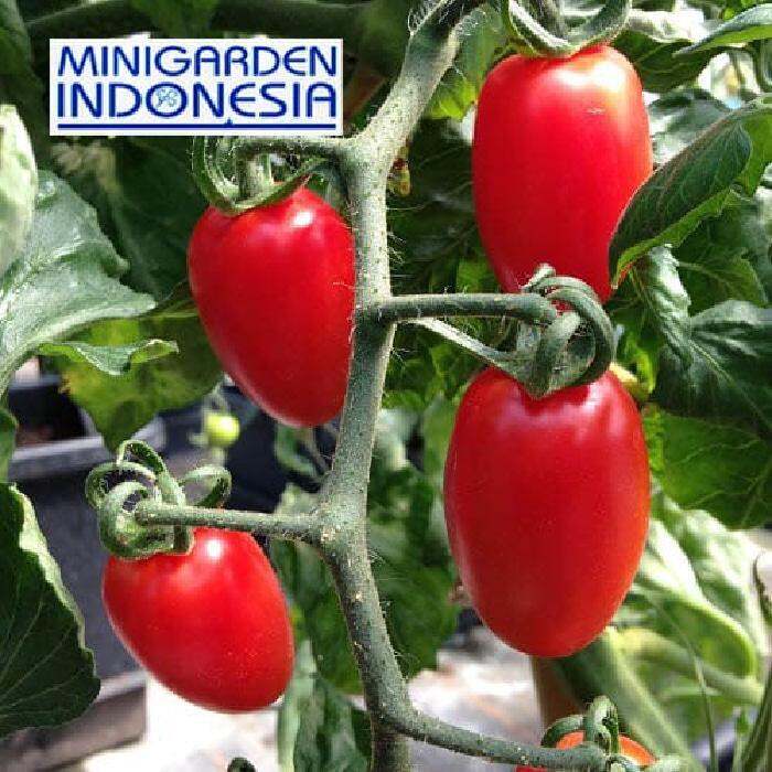 10 benih tomat cherry F1 import floridity bibit tanaman sayuan buah ...