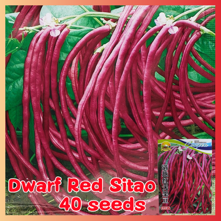 High Yield 40 Seed Dwarf Red Sitao Seeds for Planting Vegetables Fresh ...