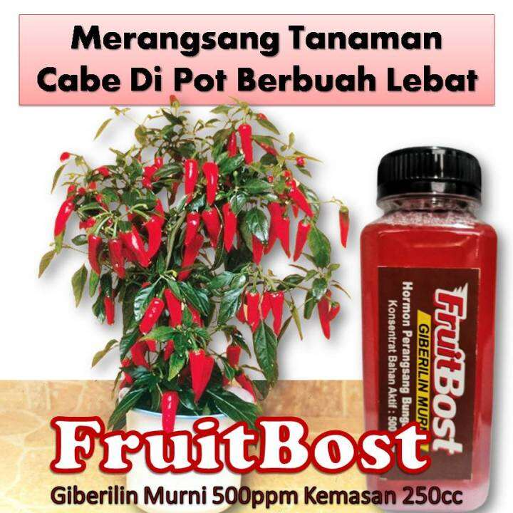 Pupuk Pelebat Cabe dalam POT dengan ZPT Giberilin murni Tanaman Cabe ...