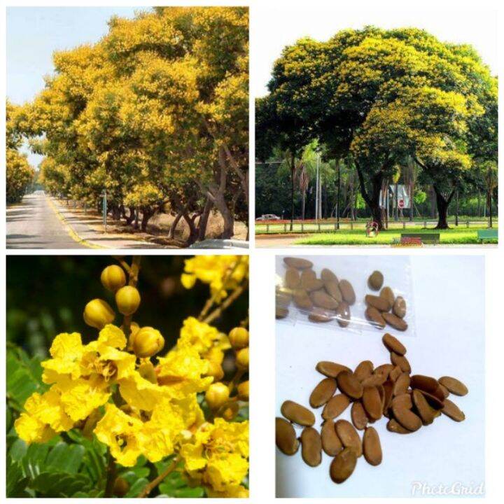 SIAR / KALAYAAN TREE SEEDS | Lazada PH