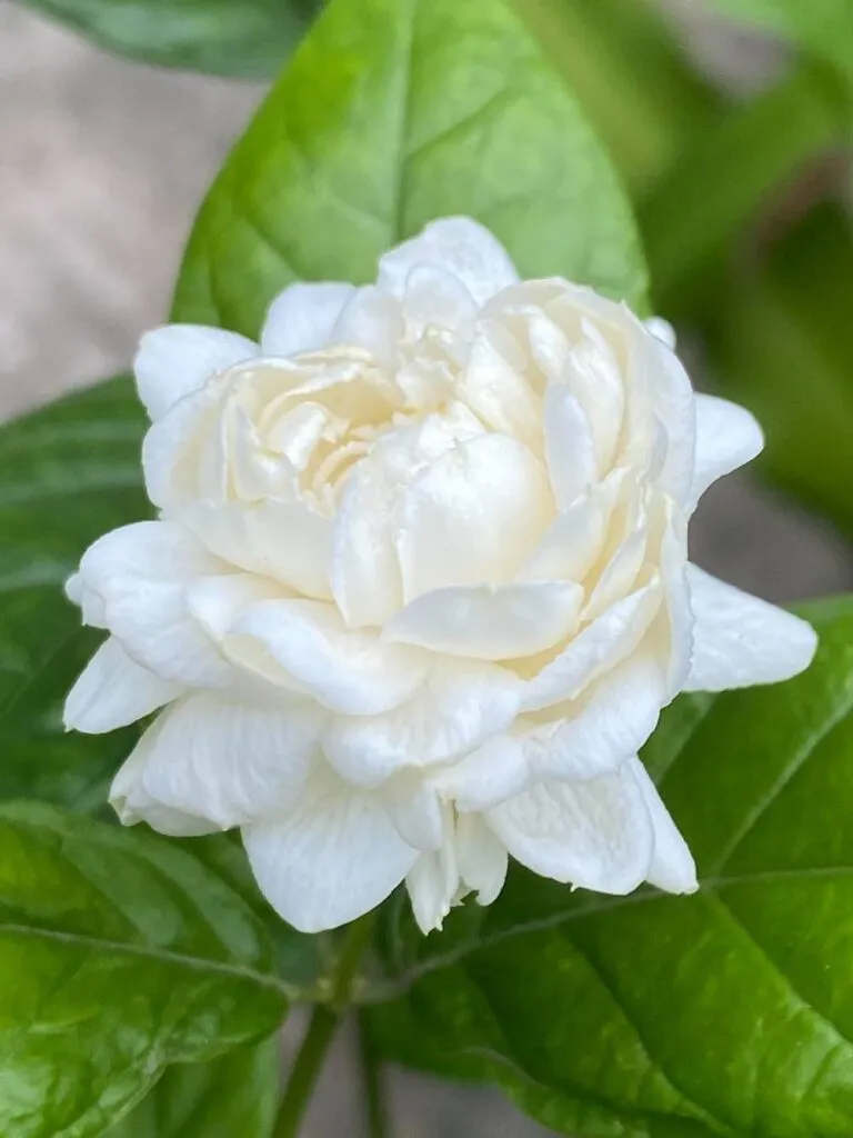 Kampupot Flower Images | Best Flower Site