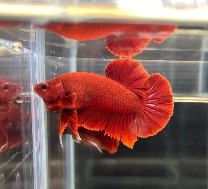 HMPK SUPER RED halfmoon plakat hmpk random pick/ IKAN LAGA SUPER RED ...