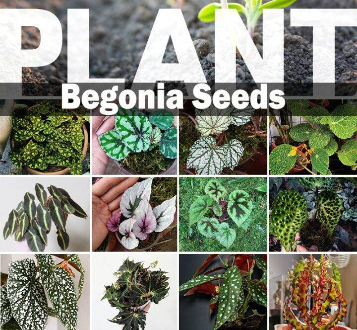 Fast Delivery 100 Pcs Rare Plant Legit Begonia Seeds Bonsai Tree Live ...