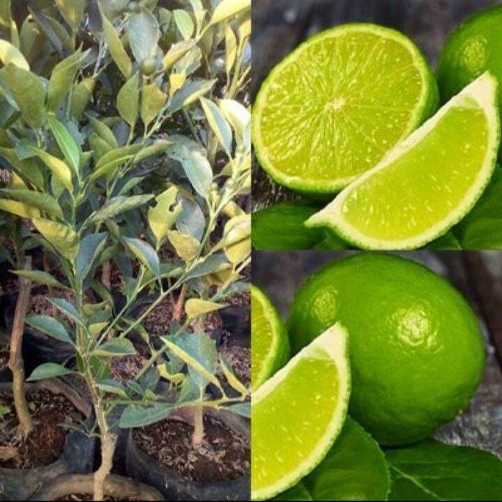 Bibit Tanaman Siap Tanam / Jeruk Pecel / Jeruk Nipis | Lazada Indonesia