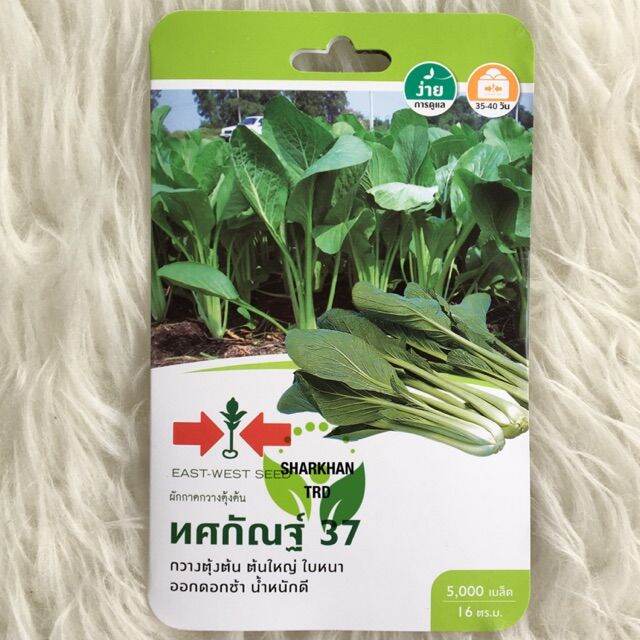 ♟Mini Pack 5000 Seeds TOSAKAN 37 Biji Benih Sawi Premium Chaisim Seeds ...